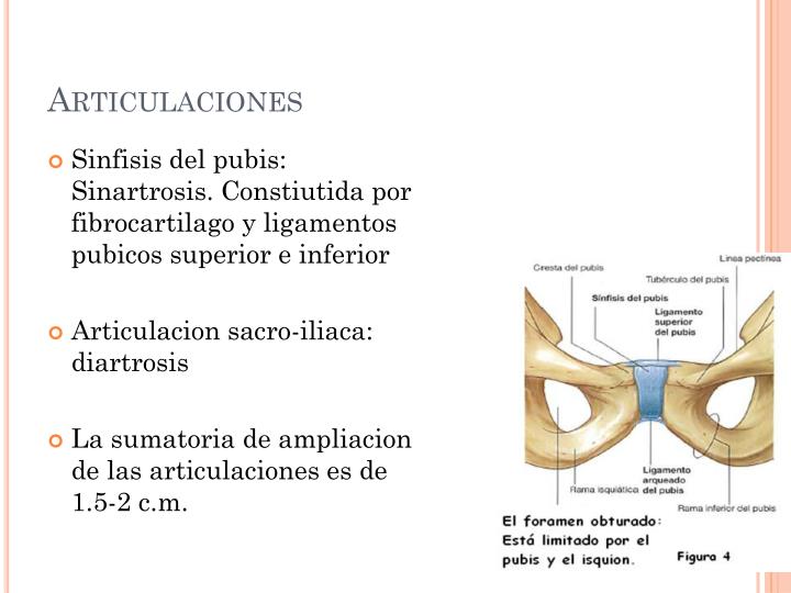 PPT - Anatomía de la pelvis PowerPoint Presentation - ID:1898555