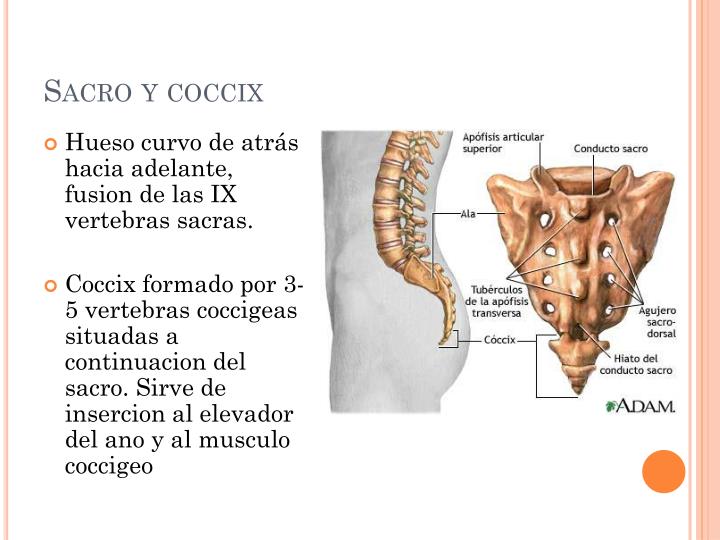 PPT - Anatomía de la pelvis PowerPoint Presentation - ID:1898555
