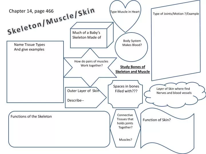 PPT - Skeleton/Muscle/Skin PowerPoint Presentation, free download - ID ...
