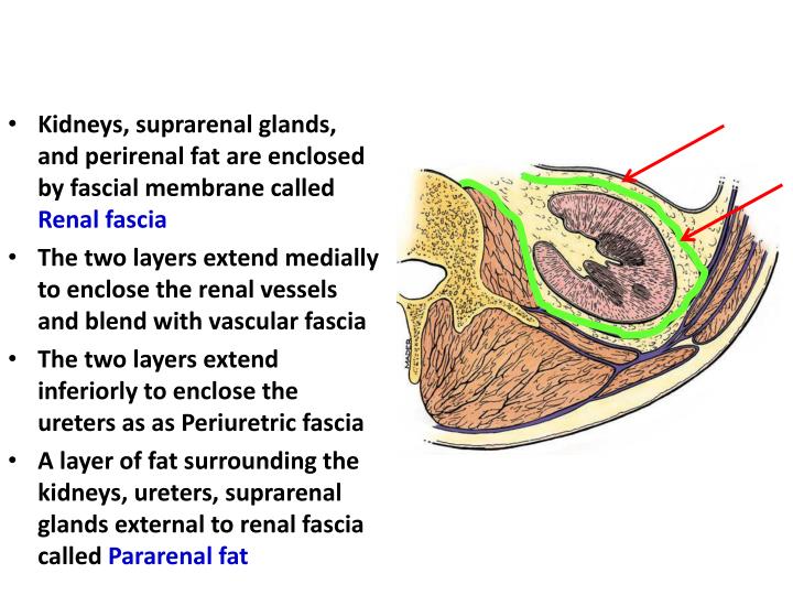 PPT - Anatomy of he Urinary System PowerPoint Presentation - ID:1898932
