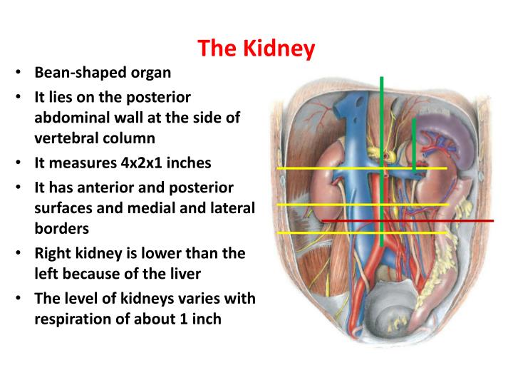 PPT - Anatomy of he Urinary System PowerPoint Presentation - ID:1898932