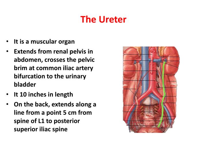 PPT - Anatomy of he Urinary System PowerPoint Presentation - ID:1898932