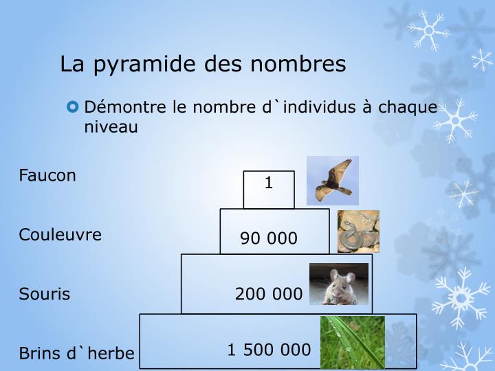 PPT - Écologie PowerPoint Presentation - ID:1899103