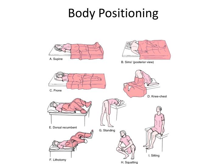 PPT - Anatomy and Physiology PowerPoint Presentation - ID:1899129