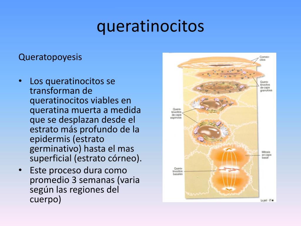PPT - Tejido tegumentario y anexos PowerPoint Presentation, free ...