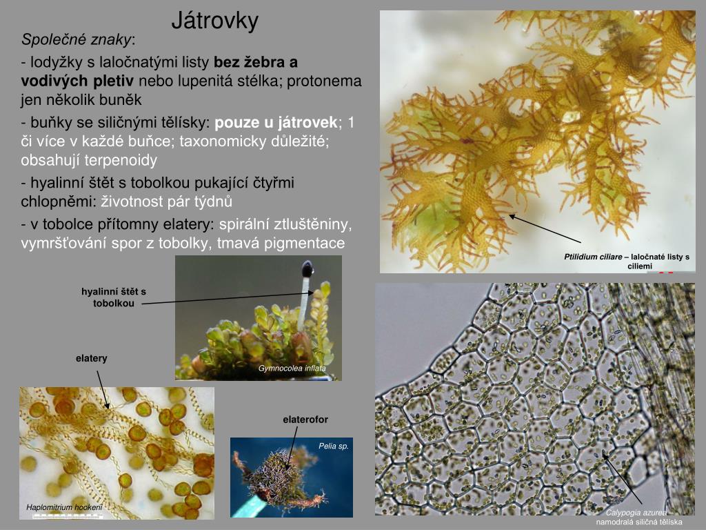 PPT - cvičení z malé botaniky 2013 Eliška Vicherová vicherova.e@seznam ...