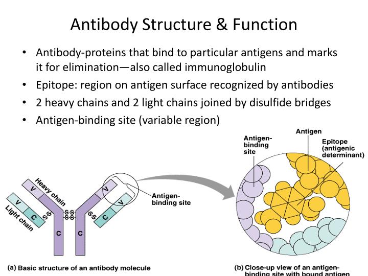 PPT - Chapter 33-Immune System PowerPoint Presentation - ID:1899402
