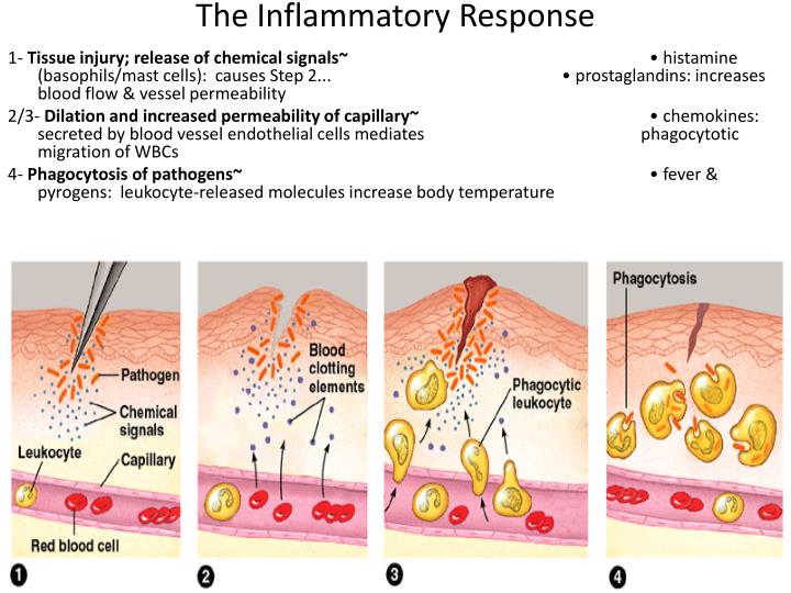 PPT - Chapter 33-Immune System PowerPoint Presentation - ID:1899402