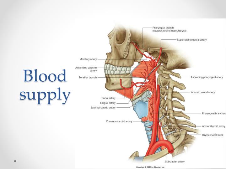 PPT - The pharynx PowerPoint Presentation - ID:1899438