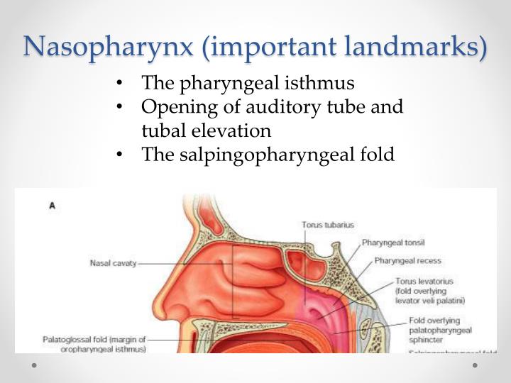 Nasopharynx Anatomy