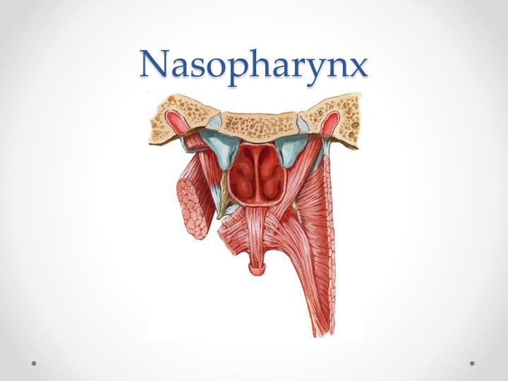 PPT - The pharynx PowerPoint Presentation - ID:1899438