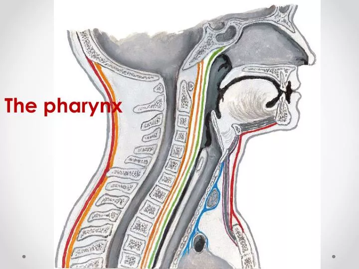 PPT - The pharynx PowerPoint Presentation, free download - ID:1899438