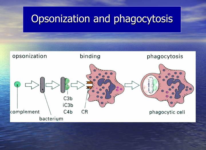 PPT - Normal Immune System Function PowerPoint Presentation - ID:1899472