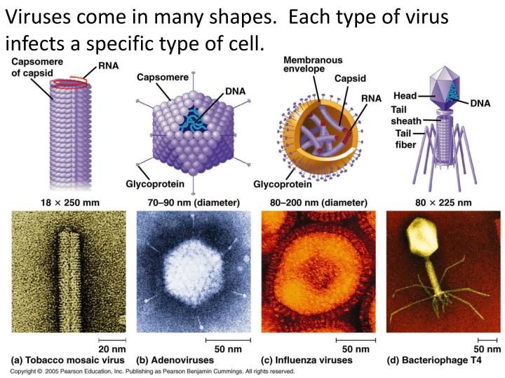 PPT - Bacteriophages have tails Animal viruses have an envelope around ...