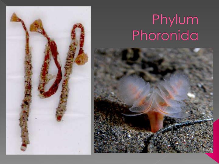 PPT - Lophophorata PowerPoint Presentation - ID:1900245