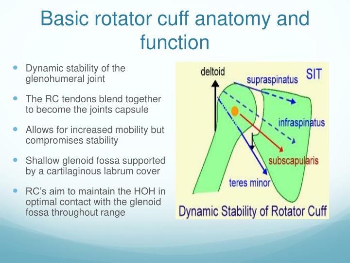 PPT - GP LECTURE SERIES 2013 THE SHOULDER Assessment, treatment and ...