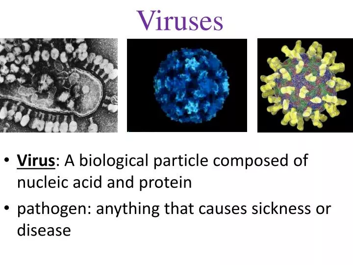 PPT - Virus : A biological particle composed of nucleic acid and ...