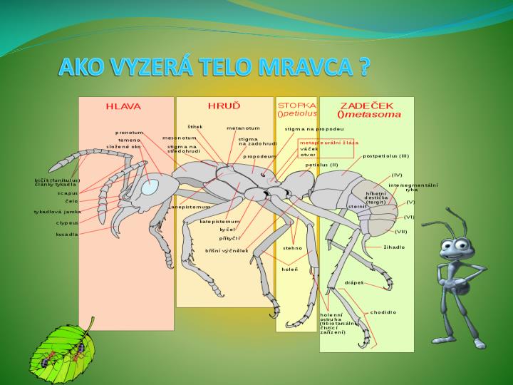 PPT - ENGYKLOPÉDIA HMYZU PowerPoint Presentation - ID:1901101