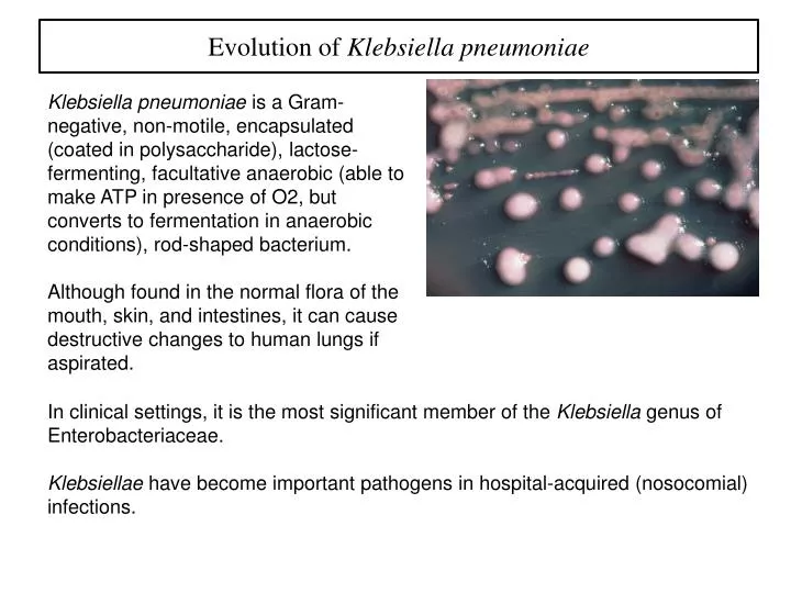 PPT - Evolution of Klebsiella pneumoniae PowerPoint Presentation, free ...