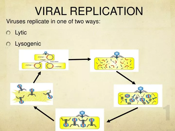 PPT - VIRAL REPLICATION PowerPoint Presentation, free download - ID:1901371