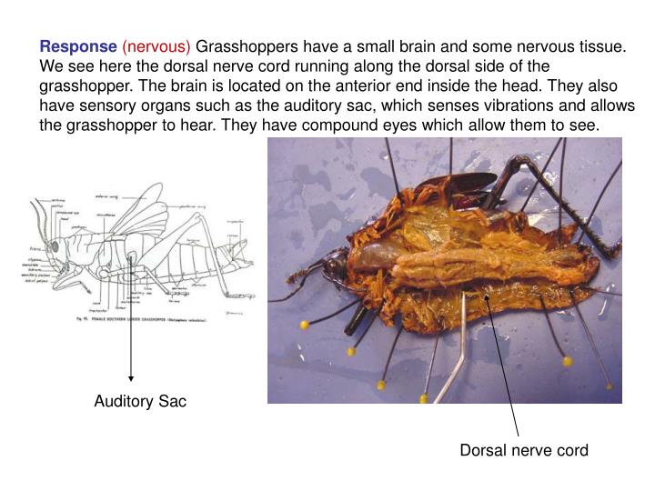 PPT - Grasshopper Dissection PowerPoint Presentation - ID:1901450