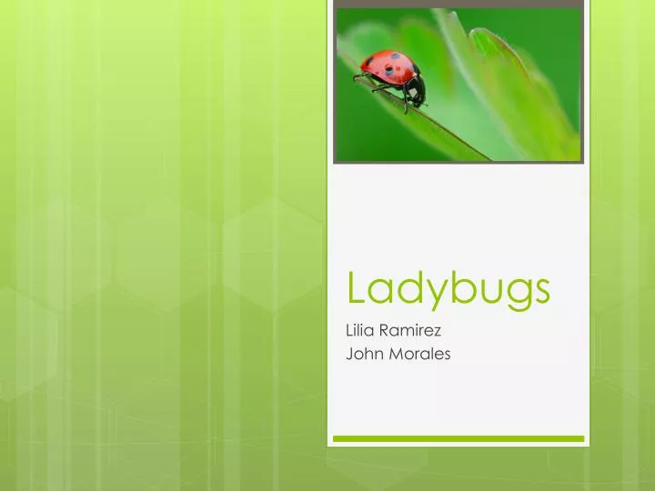 PPT - Ladybugs PowerPoint Presentation, free download - ID:1901458