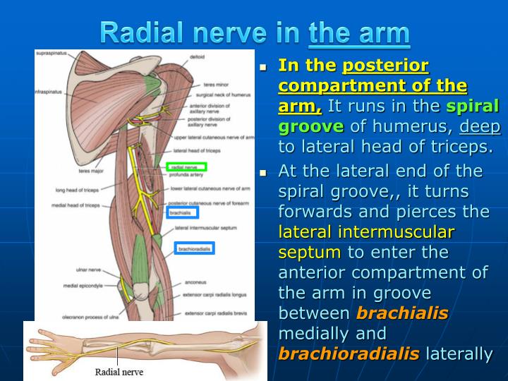 PPT - Brachial Plexus & Radial Nerve PowerPoint Presentation - ID:1901633