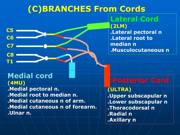 PPT - Brachial Plexus & Radial Nerve PowerPoint Presentation - ID:1901633