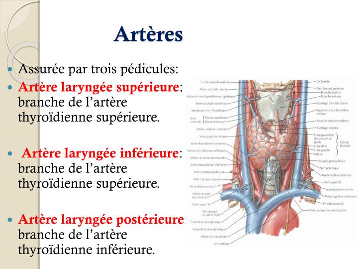 PPT - LE LARYNX PowerPoint Presentation - ID:1901678