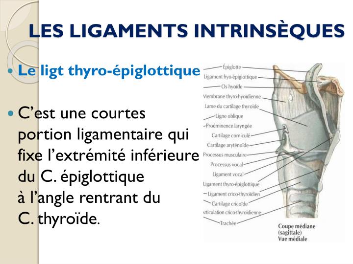 PPT - LE LARYNX PowerPoint Presentation - ID:1901678