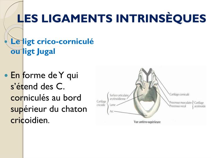 PPT - LE LARYNX PowerPoint Presentation - ID:1901678