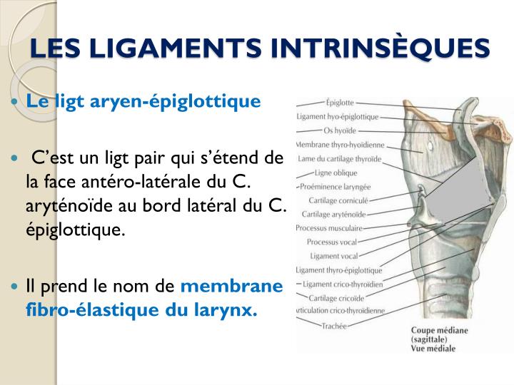 PPT - LE LARYNX PowerPoint Presentation - ID:1901678
