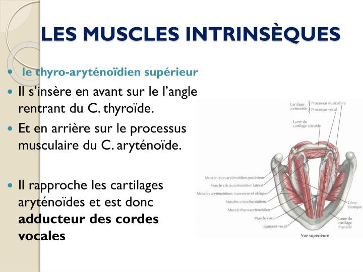 PPT - LE LARYNX PowerPoint Presentation - ID:1901678
