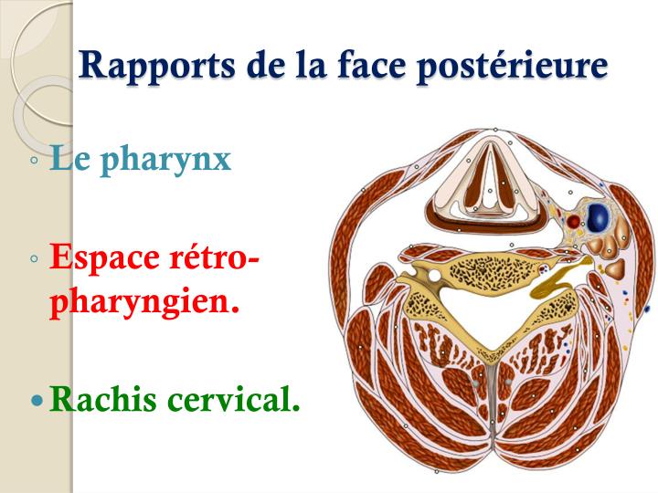 PPT - LE LARYNX PowerPoint Presentation - ID:1901678