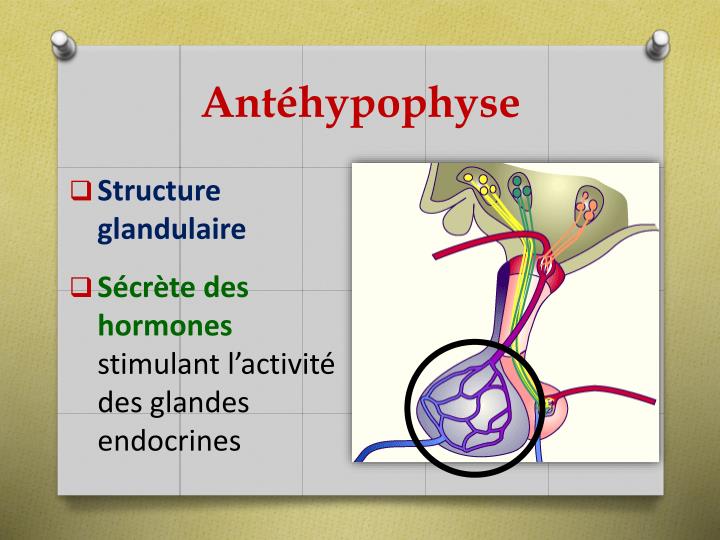 PPT - Axe hypothalamo-hypophysaire PowerPoint Presentation - ID:1901979