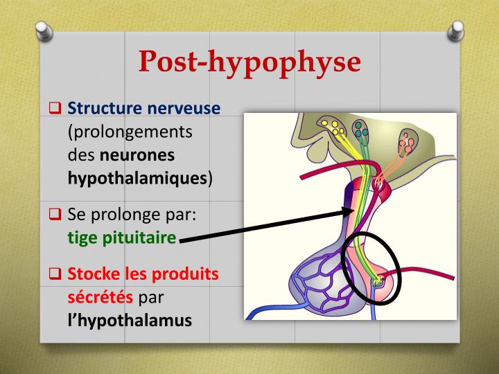 PPT - Axe hypothalamo-hypophysaire PowerPoint Presentation - ID:1901979