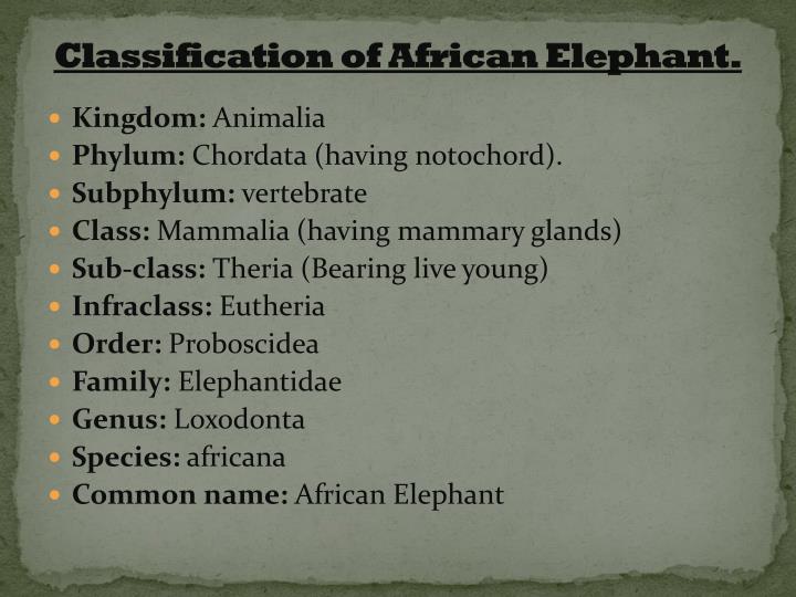 PPT - PRESENTATION ON THE NATURAL HISTORY OF THE AFRICAN ELEPHANT ...