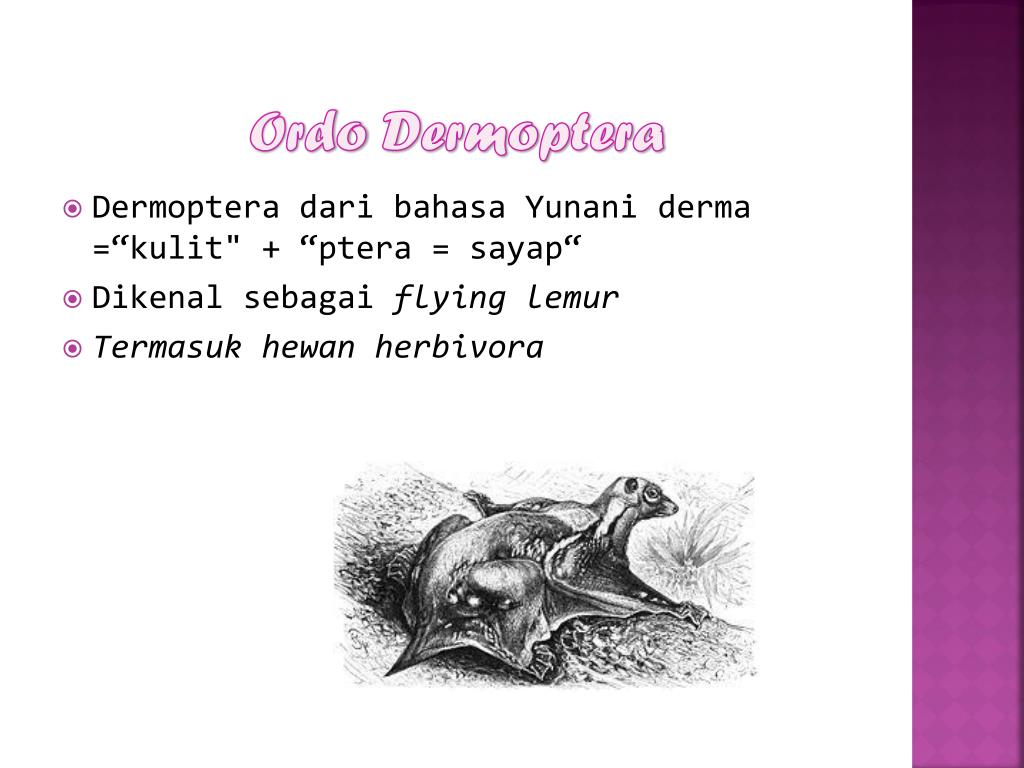 PPT - Ordo-ordo Mamalia PowerPoint Presentation, free download - ID:1903191