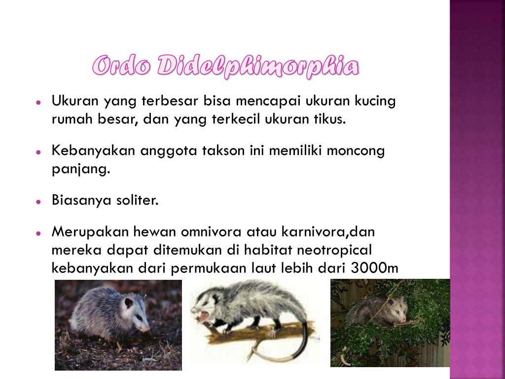 PPT - Ordo-ordo Mamalia PowerPoint Presentation, free download - ID:1903191