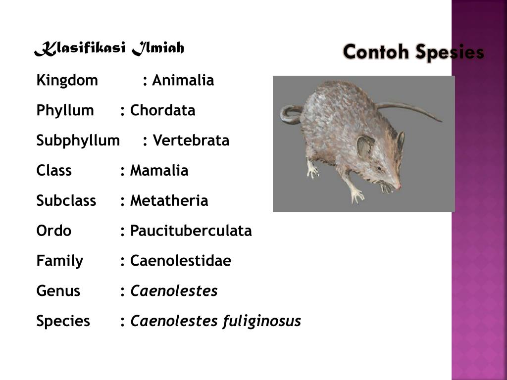PPT - Ordo-ordo Mamalia PowerPoint Presentation, free download - ID:1903191
