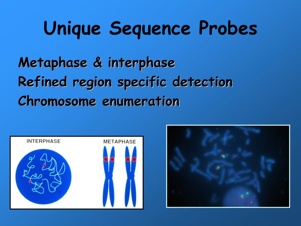 PPT - Human Genetics PowerPoint Presentation, free download - ID:1903623