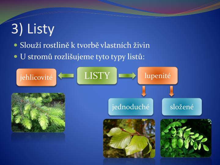 PPT - ROSTLINY - stavba těla rostlin PowerPoint Presentation - ID:1903861