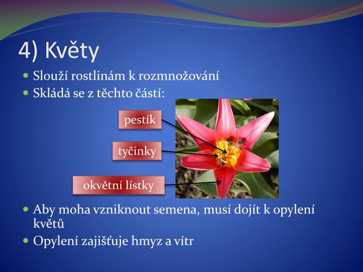 PPT - ROSTLINY - stavba těla rostlin PowerPoint Presentation - ID:1903861
