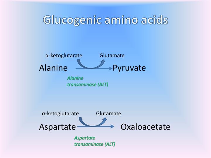 PPT - Gluconeogenesis PowerPoint Presentation - ID:1904138