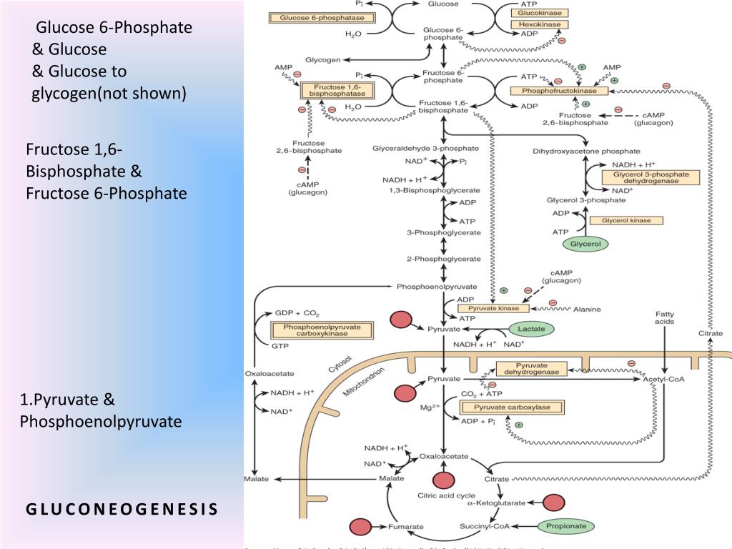 PPT - Gluconeogenesis PowerPoint Presentation, free download - ID:1904138 PPT - Gluconeogenesis PowerPoint Presentation, free download - ID:1904138