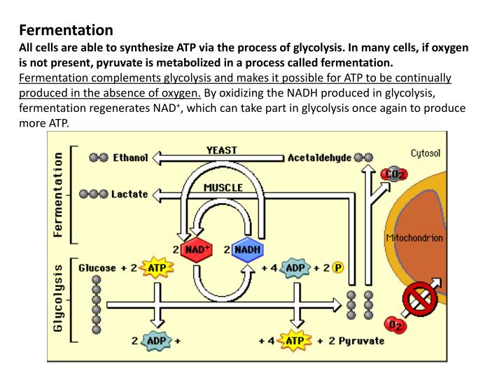 PPT - Cellular Respiration & Fermentation in Yeast PowerPoint ...