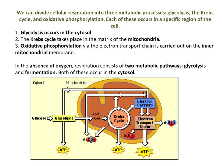 PPT - Cellular Respiration & Fermentation in Yeast PowerPoint ...