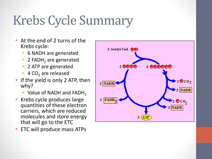 PPT - Intro to Cellular Respiration, Glycolysis & Krebs Cycle ...