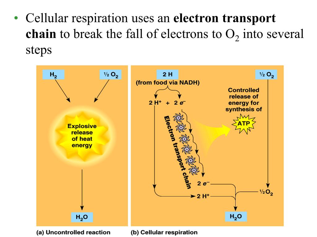 PPT - CHAPTER 9 CELLULAR RESPIRATION: HARVESTING CHEMICAL ENERGY ...