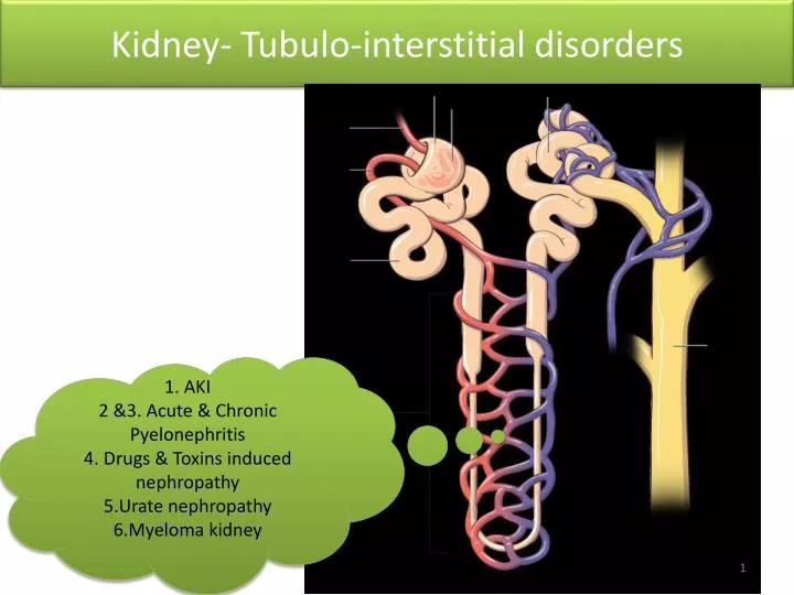 PPT - Kidney- Tubulo -interstitial disorders PowerPoint Presentation ...